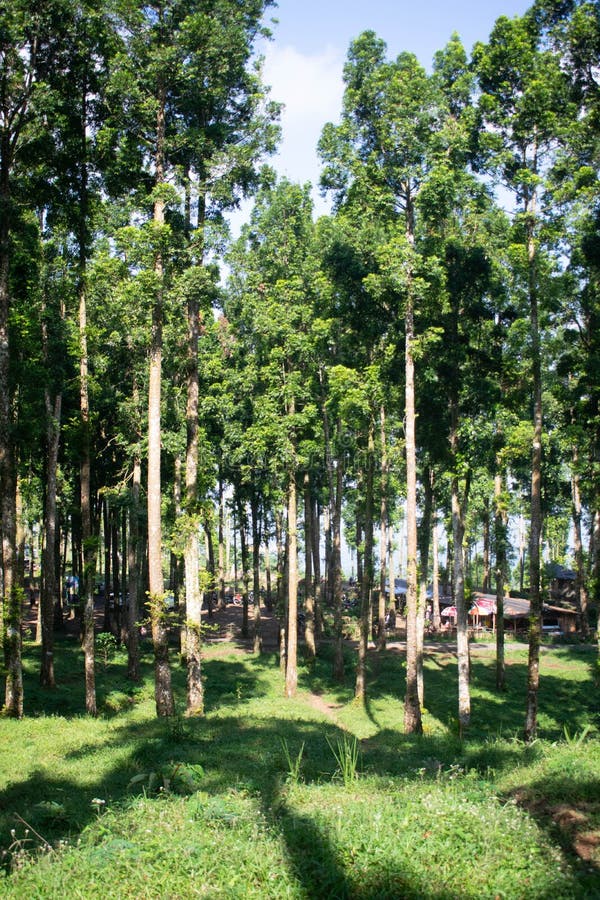 Forest with Shady and Cool Trees Pohon Stock Image - Image of branch ...