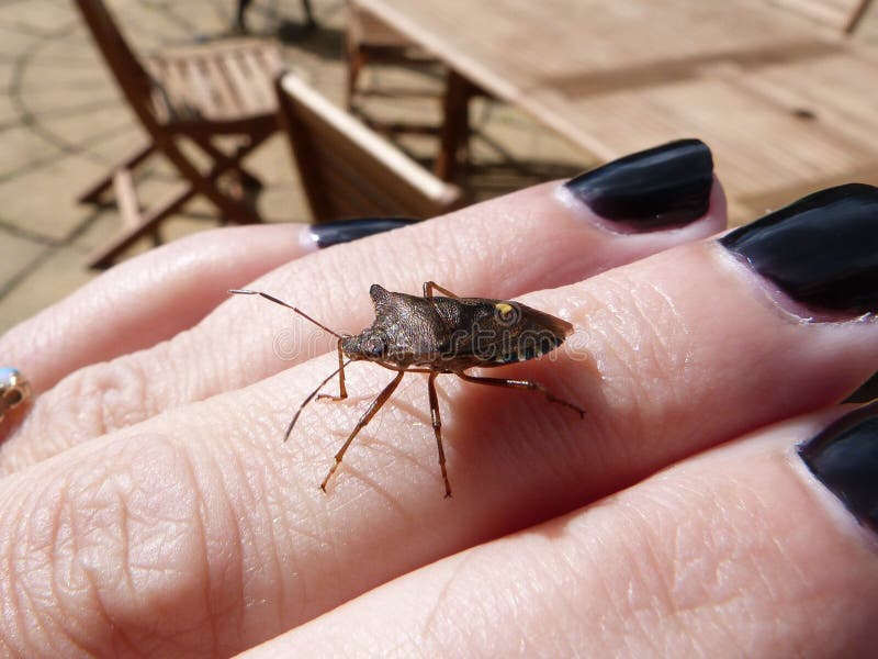Forest Shield bug stock image. Image of friendly, enjoying - 44055195