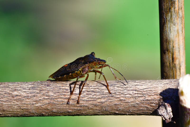 Forest Shieldbug Crawling Stock Photos - Free & Royalty-Free Stock ...