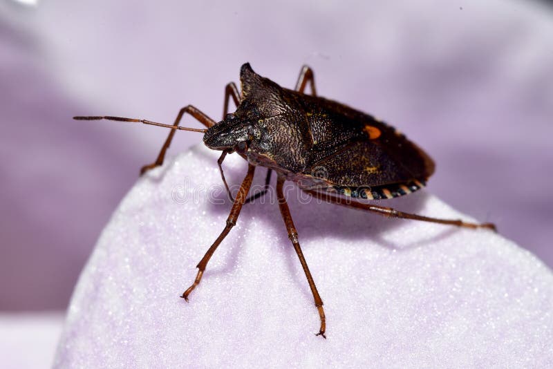 Forest ShieldBug on Flower Petal Stock Photo - Image of color ...