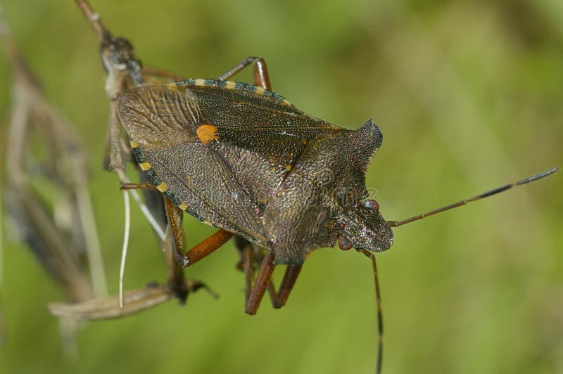 Forest Shieldbug stock image. Image of british, britain - 36685549