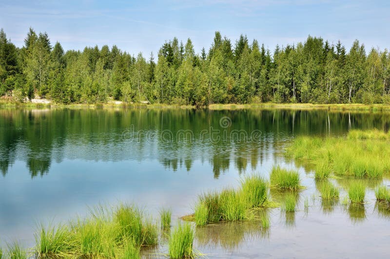 The Forest on the Shore of Lake Stock Photo - Image of clean, landscape ...