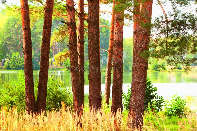 Forest on the Shore of Lake Stock Photo - Image of river, trunk: 81526872