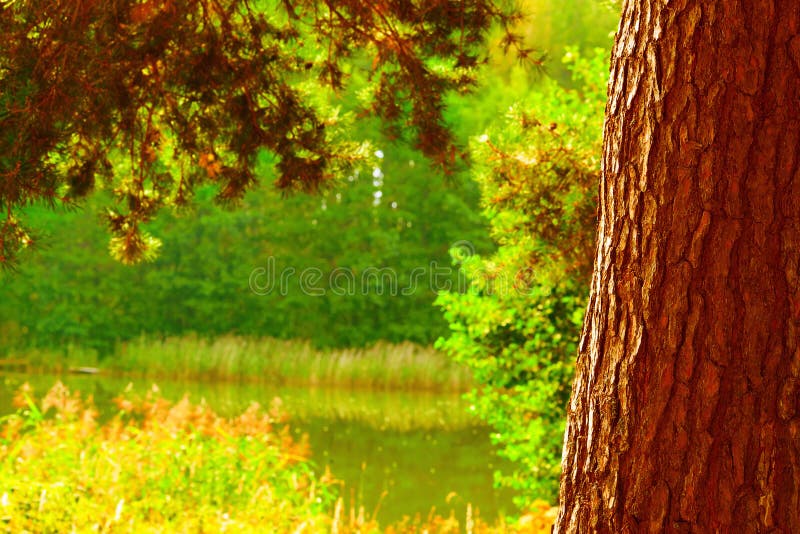 Forest on the Shore of Lake Stock Photo - Image of deciduous, landscape ...