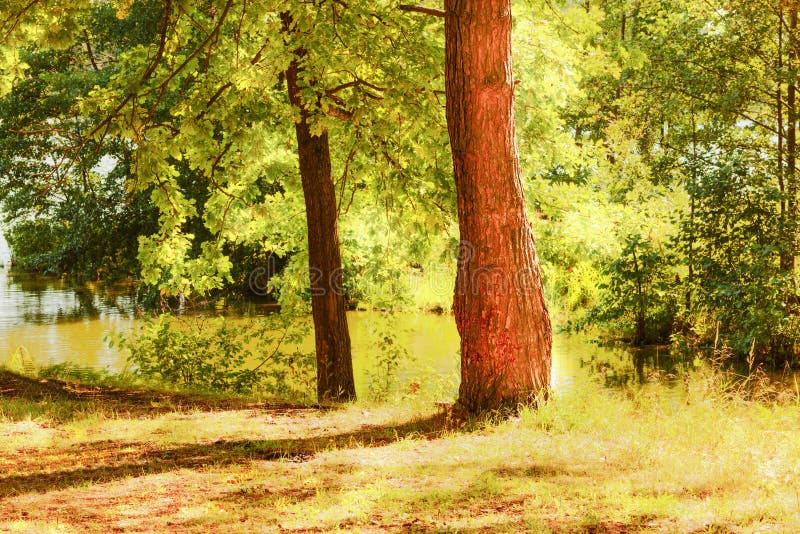 Forest on the Shore of Lake Stock Photo - Image of trunk, vitality ...