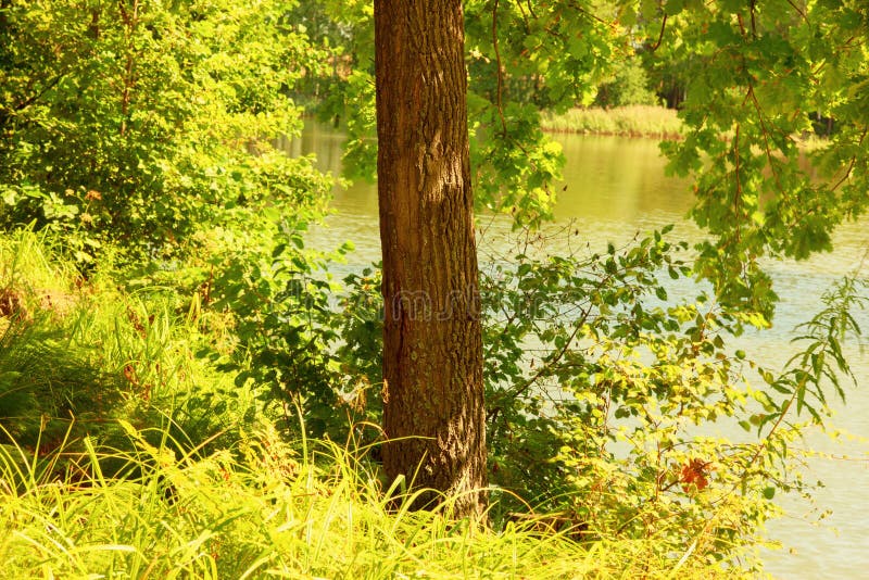 Forest on the Shore of Lake Stock Photo - Image of woodland, nature ...