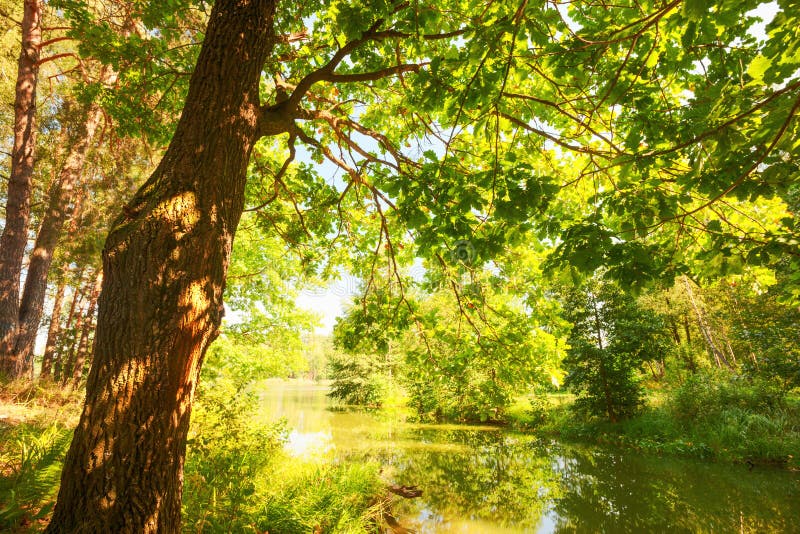 Forest on the Shore of Lake Stock Image - Image of pine, lush: 82116607