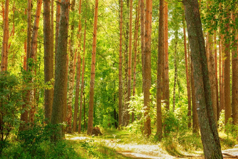Forest on the Shore of Lake Stock Image - Image of area, lush: 82120009