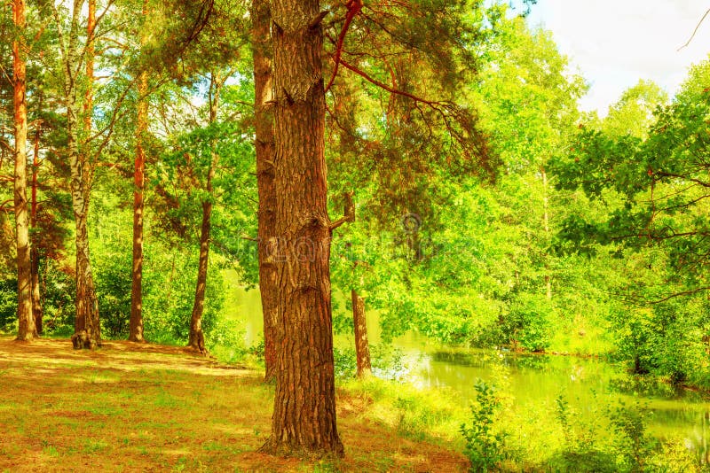 Forest on the Shore of Lake Stock Photo - Image of grass, forest: 82278212