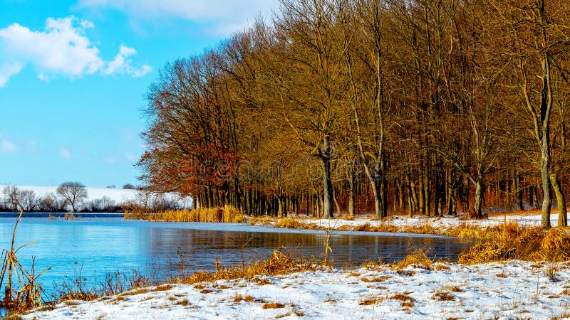 Forest on the Shore River in Sunny Weather Stock Photo - Image of ...