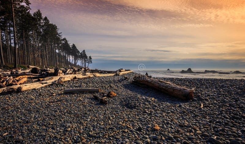 The Forest Shore of Ruby Beach Stock Photo - Image of peninsula, beauty ...