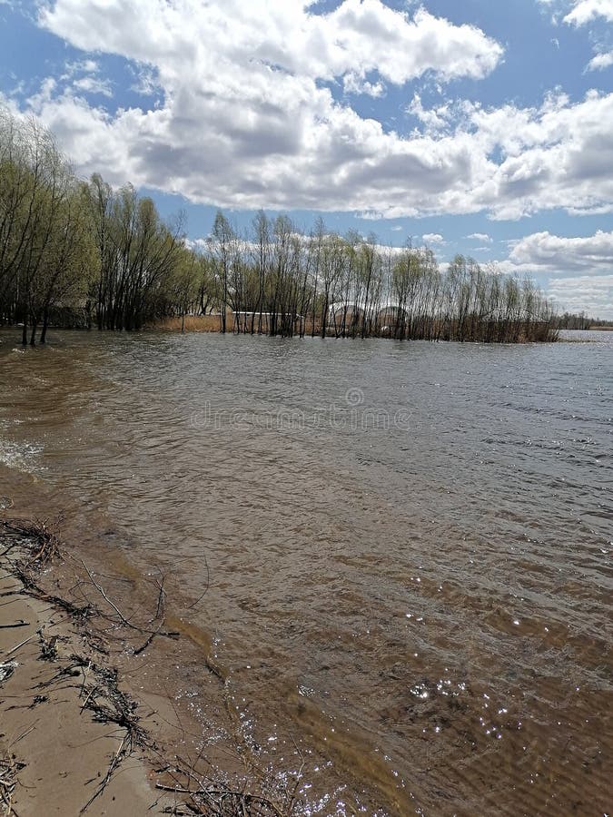 Forest on the shore stock photo. Image of landscape - 219399066