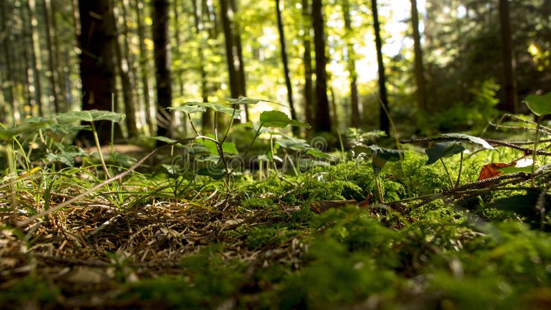 Forest Shot stock image. Image of summer, sunrise, branch - 101859271