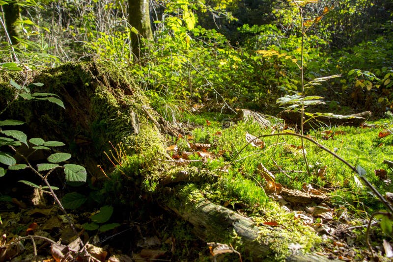 Forest Shot stock photo. Image of landscape, foliage - 101859448