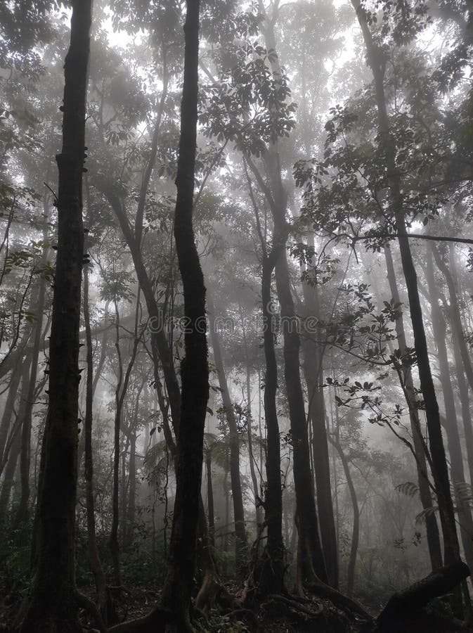 A Forest Shrouded in Mist, Located on Mount Gede, West Java, Indonesia ...