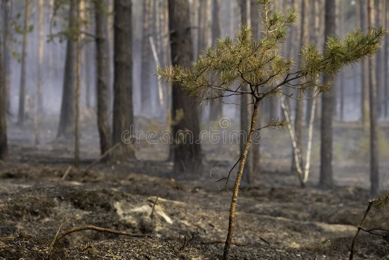 A Forest Shrouded in Smoke, a Small Pine Tree in the Foreground. the ...