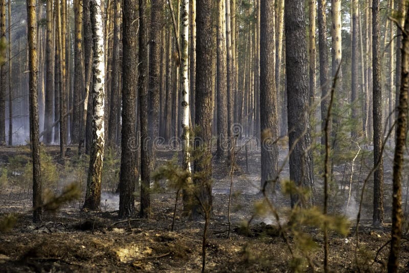 A Forest Shrouded in Smoke, a Small Pine Tree in the Foreground. the ...