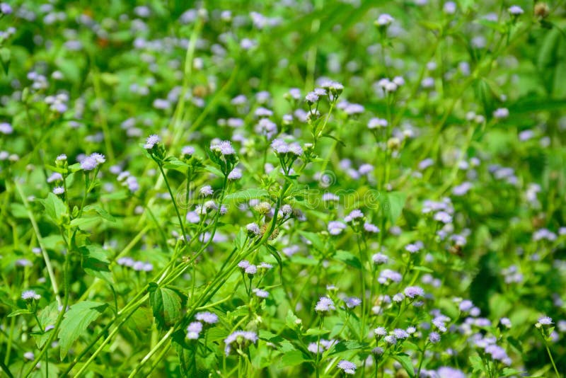 Forest Shrub with Naturally Beautiful Flowers Stock Image - Image of ...