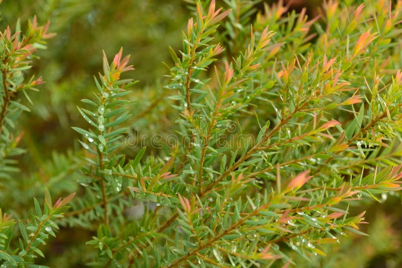 Forest Shrub with Naturally Beautiful Leaves Stock Image - Image of ...