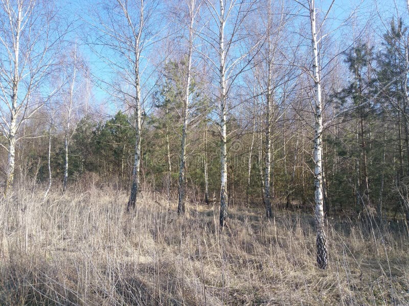 Forest shrub soli stock photo. Image of shrub, woodland - 178241734