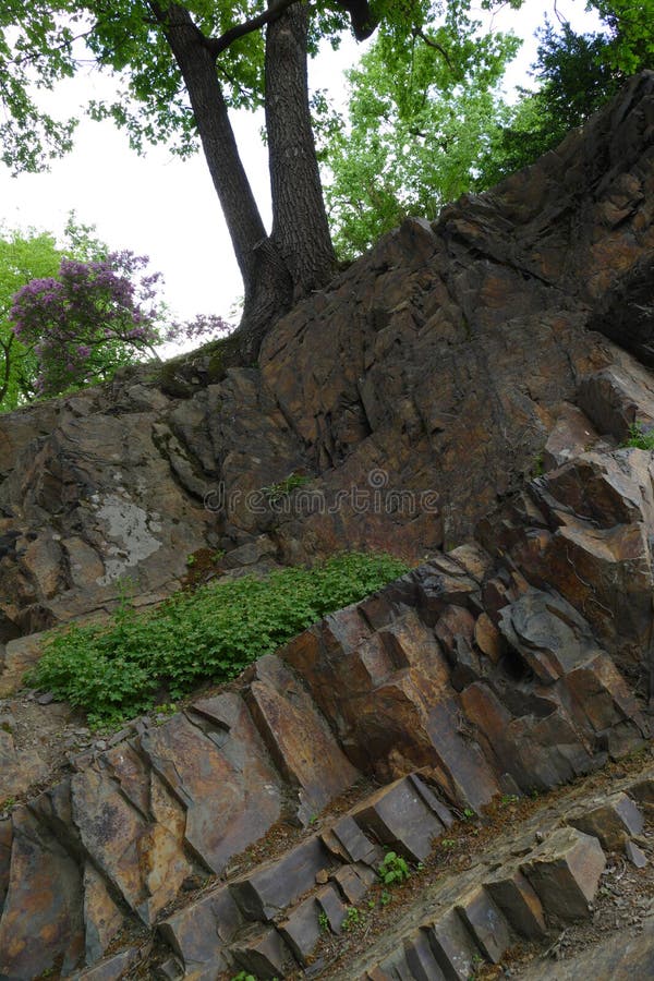 Tree on rocks stock image. Image of frames, cloud, rockslide - 117242489