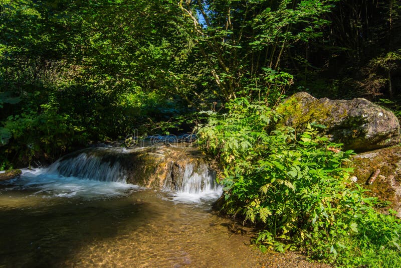 Forest and Shrubs with a Brook and a Step Stock Photo - Image of hike ...