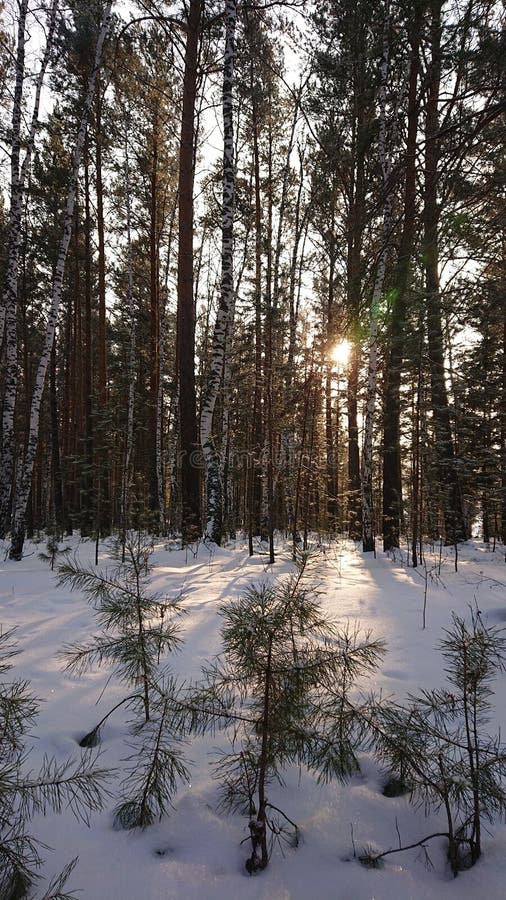 Forest in Siberia stock image. Image of siberia, tree - 169566819