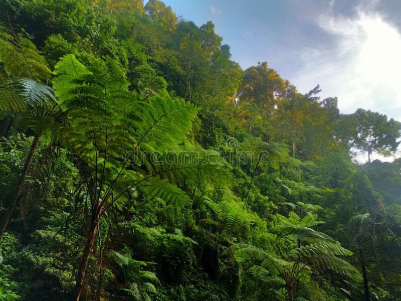 A Forest on the Side of a Mountain Taken from a Distance. Stock Image ...
