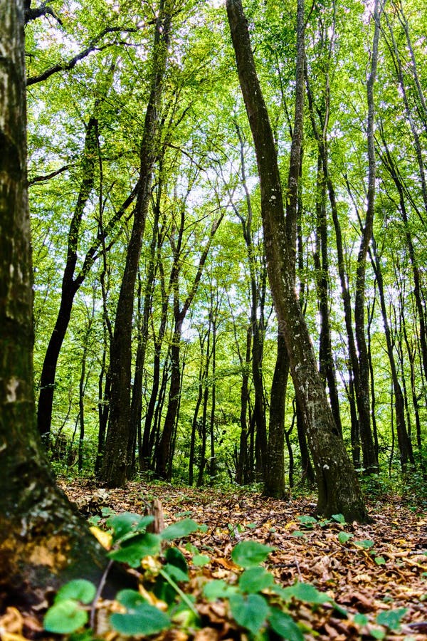 Forest Side of Tulcea County Stock Photo - Image of leaf, vegetation ...