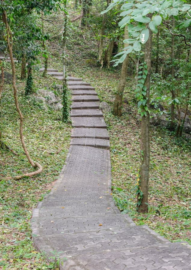 Forest sidewalk pavement stock image. Image of jungle - 48671651
