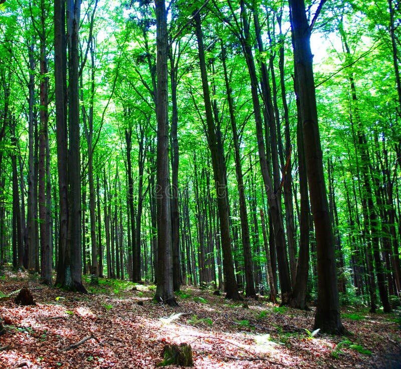 Forest stock image. Image of ziele, forest, green, brown - 135254549