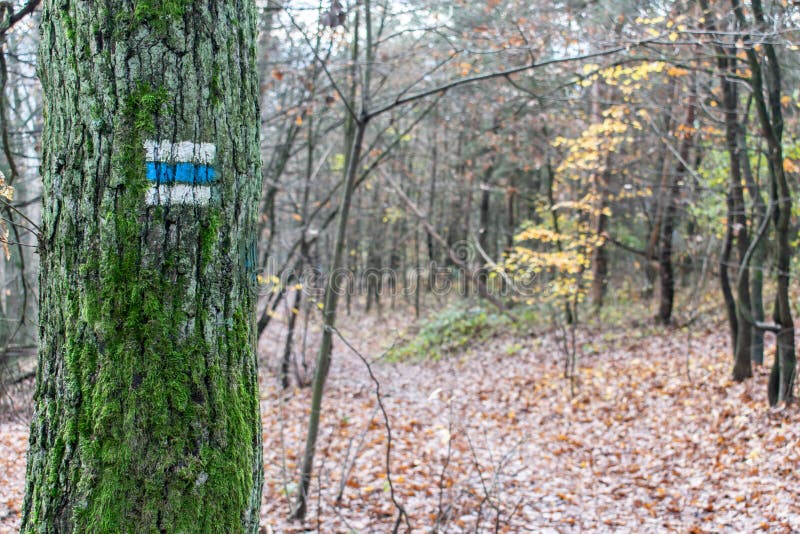 Forest Sign Directions Trip Destination Symbol Tree Orientation Stock ...