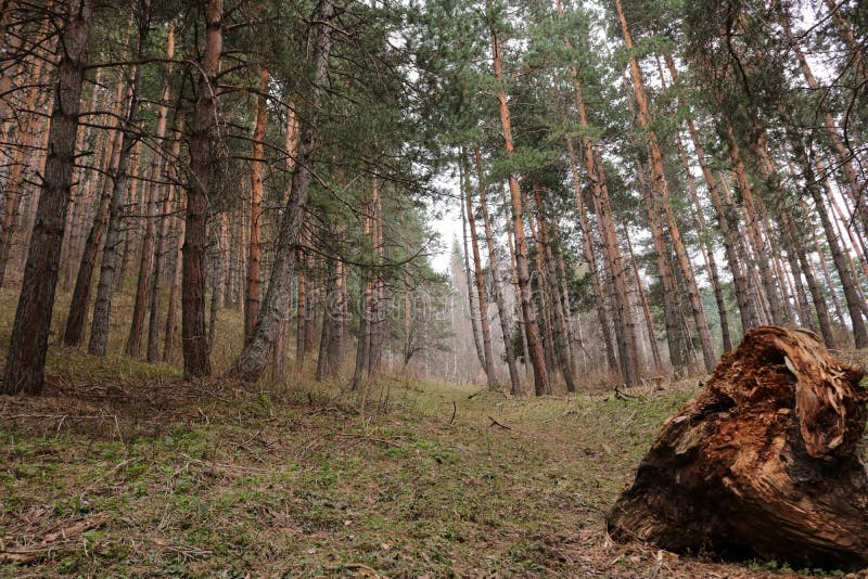 Forest stock photo. Image of view, nature, good, green - 113224948