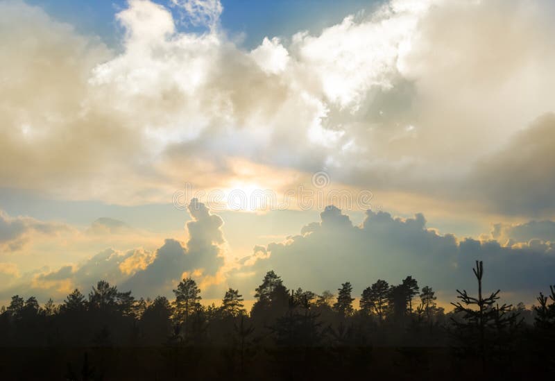 Forest Silhouette Under a Dense Cloudy Sky at the Sunset Stock Image ...