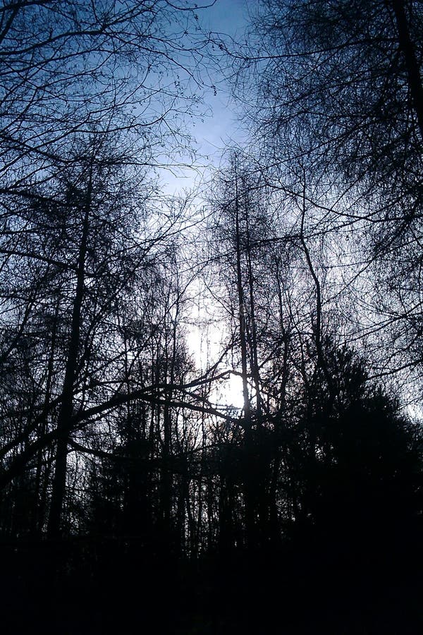 Scary Treeline Stock Photos - Free & Royalty-Free Stock Photos from ...