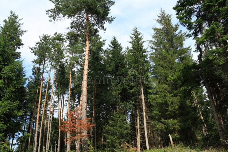 Forest of Silver Fir Tree in Pyrenees Stock Photo - Image of forester ...