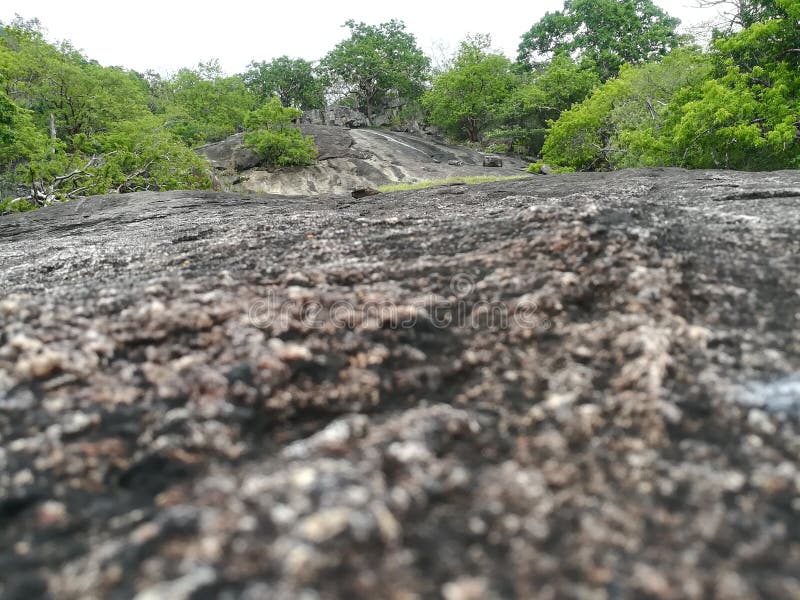 Forest side stock image. Image of bushes, side, forest - 120398323