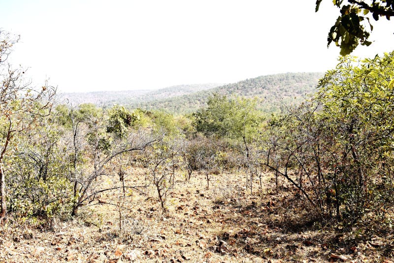 A Forest Situated in Andhra Pradesh at Kurnool District Stock Photo ...