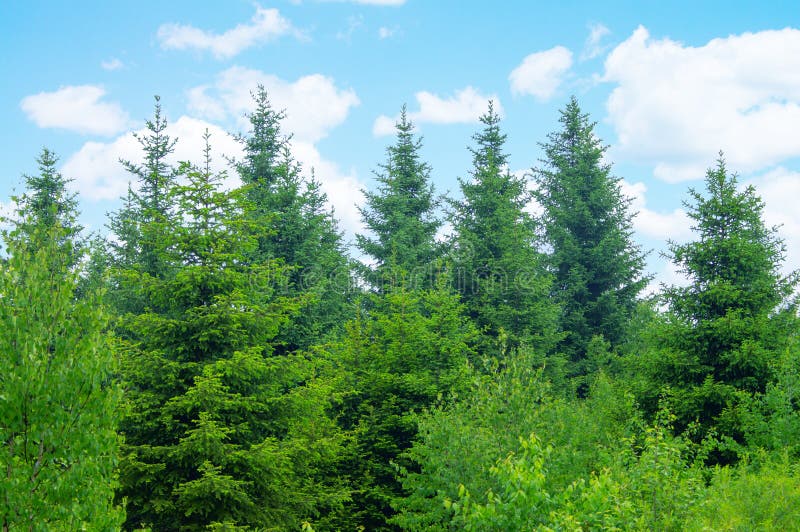 Forest and sky stock photo. Image of pine, nature, trees - 26835300