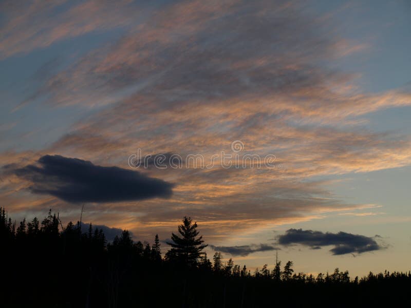 Forest Sky stock photo. Image of plant, rain, forest, moist - 5807856