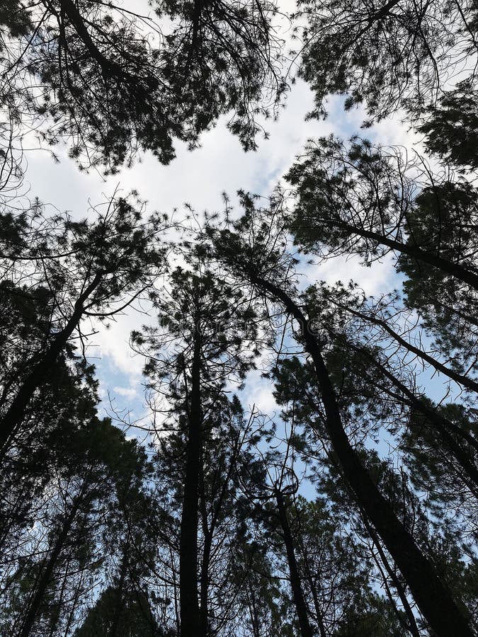 The Forest and Sky in Batu, Malang, Indonesia Stock Image - Image of ...