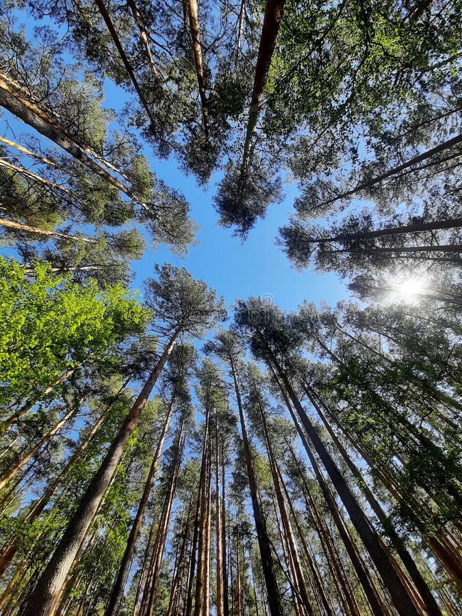 Forest Sky Blue Tree Trees Summer Stock Photo - Image of summer, blue ...