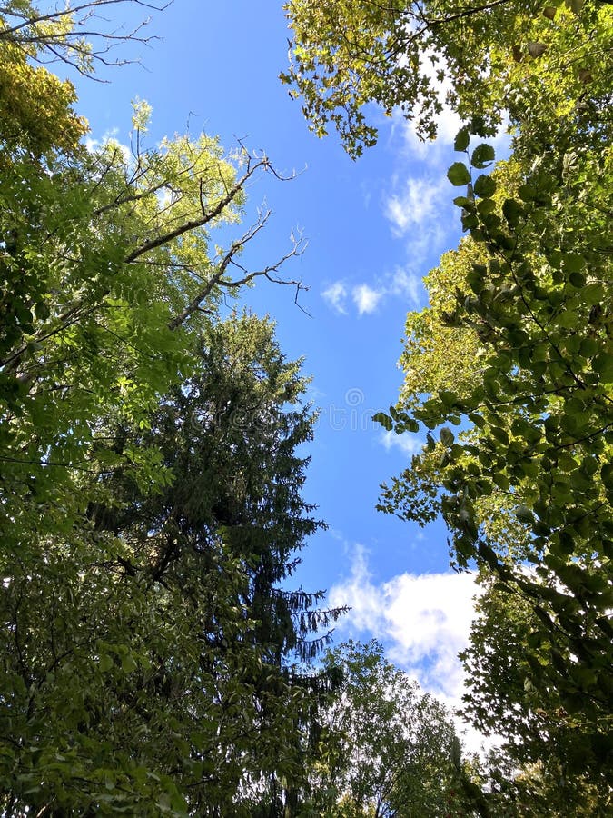 Forest and Sky. Bottom Up View. Mobile Photography. Stock Photo - Image ...