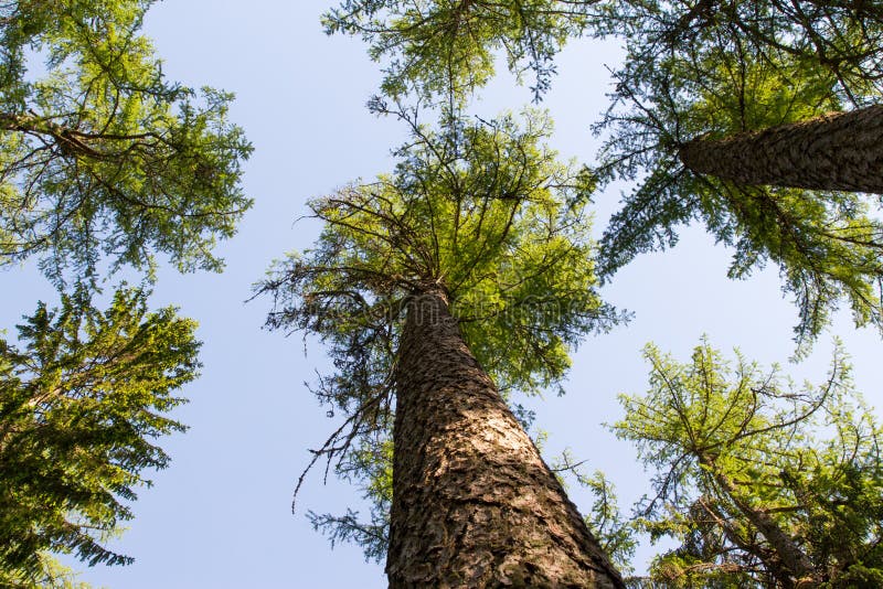 Forest sky stock photo. Image of environment, needles - 94824408