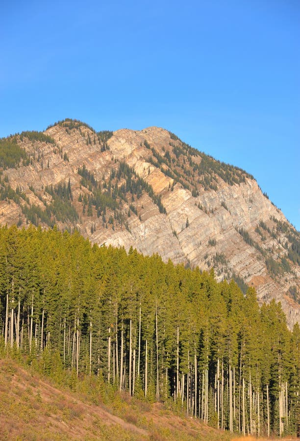 Forest on slope stock image. Image of hill, forest, canada - 7391681