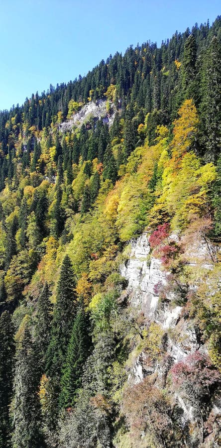 Forest Slope Of Fresh Greenery, Trees And Sun Rays Through The Foliage ...