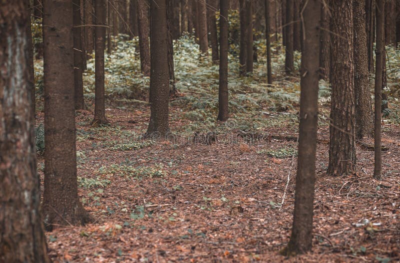 Forest. Slow Life. Naturecore. Plants and Trees Stock Image - Image of ...
