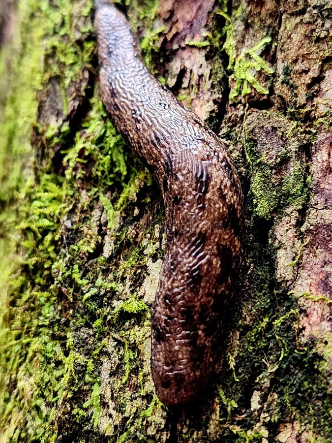 Forest Slug Nature Art Abstract Scenic Moss Stock Image - Image of ...