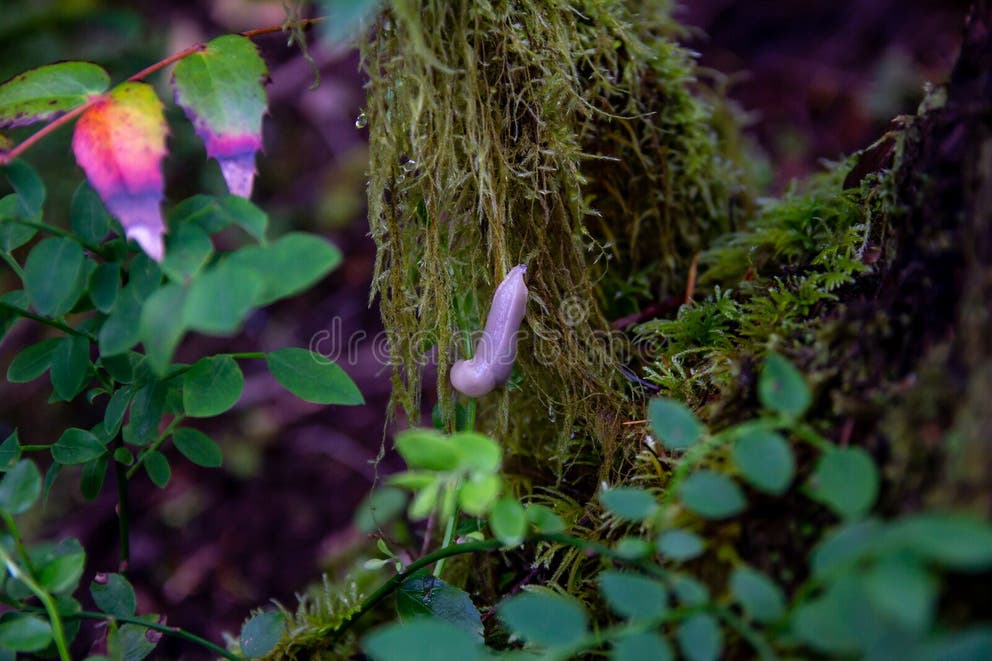 Forest Slug in Forest stock image. Image of leaves, forest - 319191567