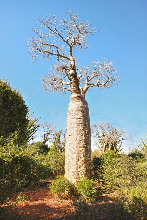 Forest with Small Baobab and Octopus Trees, Bushes and Grass Growing on ...